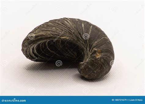 A Very Old Gryphaea Fossil Stock Image Image Of Toenail 180721679