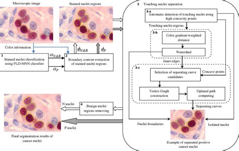 Flow Chart Of The Breast Cancer Nuclei Segmentation Method Download