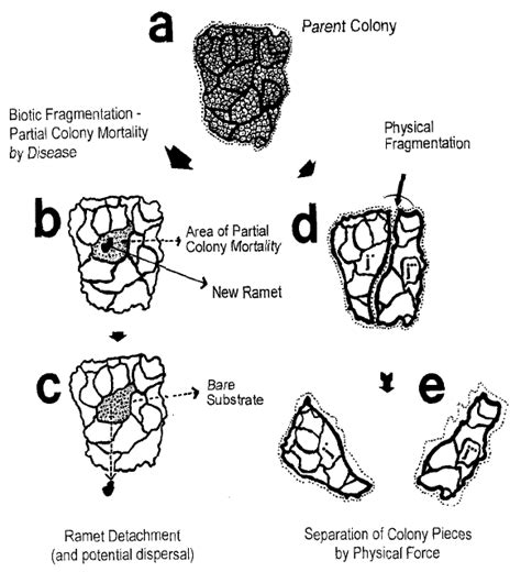 Fragmentation In Plants Diagram
