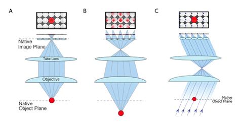 A The Camera Sensor Is Placed At The Back Focal Plane Of The Mla The Download Scientific