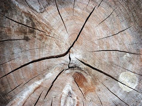 Tree Trunk Lines Section Trunk Photo Background And Picture For Free