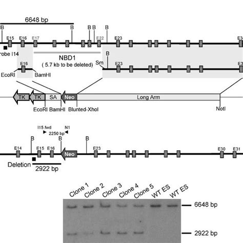 Gene Targeting Strategy For The Mouse Abca1 Gene A Strategy For Download Scientific Diagram