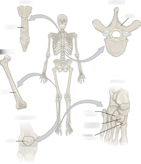 Diagram Of Figure 66 Classifications Of Bones Quizlet Diagram Of Figure 66 Classifications Of Bones Quizlet