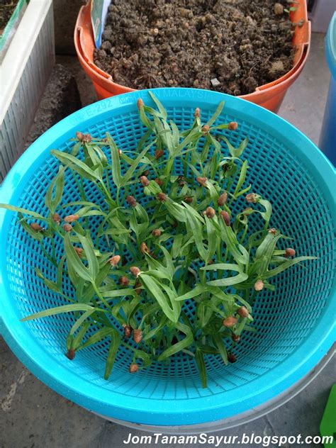 Jom Tanam Sayur Jts Jom Tanam Sayur Tanam Kangkung Darat Kaedah