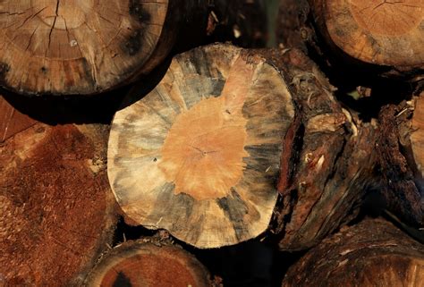 Bkp Beetle Killed Pine Sustainable Lumber Company