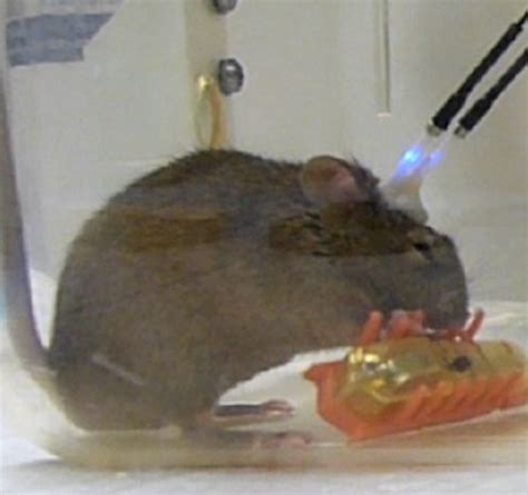 Scientists Use Light Signals To Turn Mice Into Ruthless Killers