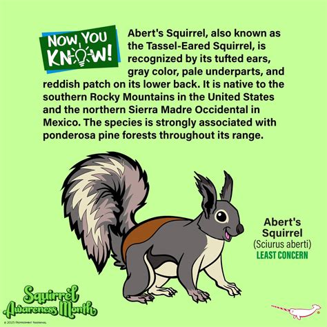 Peppermint Now You Know Aberts Squirrel Sciurus Aberti Also