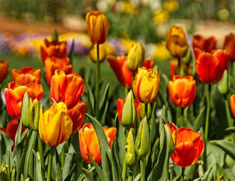Seasonal Poetry When Spring Finally Arrives Here A Poem LetterPile
