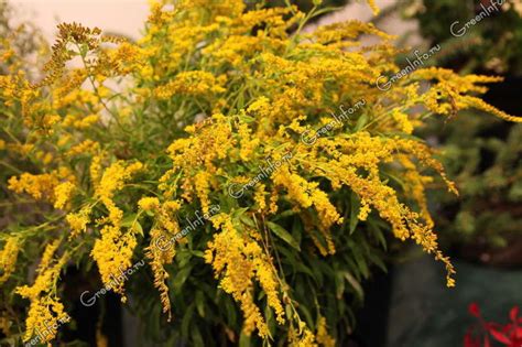 Солидаго - Декоративная зелень - Срезка - GreenInfo.ru