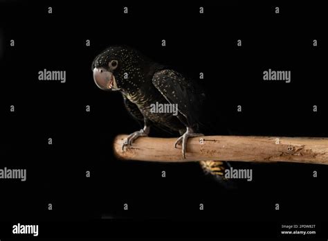 A Female Australian Red Tailed Black Cockatoo Calyptorhynchus Banksii With A Black Background