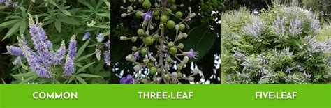 Chaste Tree Plantilio