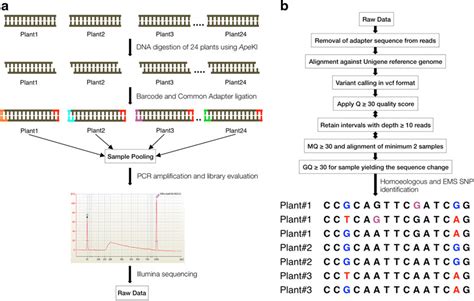 Schematic Diagram For Mutation Detection Using Novel Application Of Download Scientific Diagram