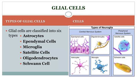 Glial Cells Pptx
