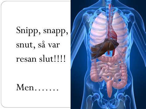 Ppt Människokroppen Powerpoint Presentation Free Download Id 5806237