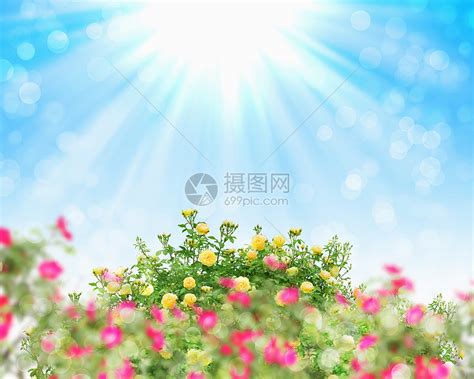 花朵蓝天灿烂的阳光下绽放高清图片下载 正版图片300461688 摄图网