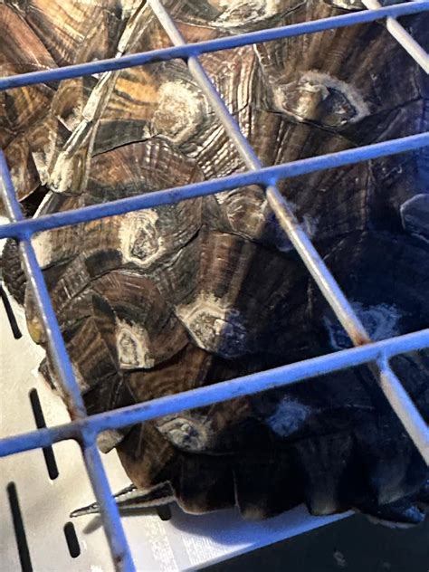 Shell Rot On Turtles Shell R Turtle