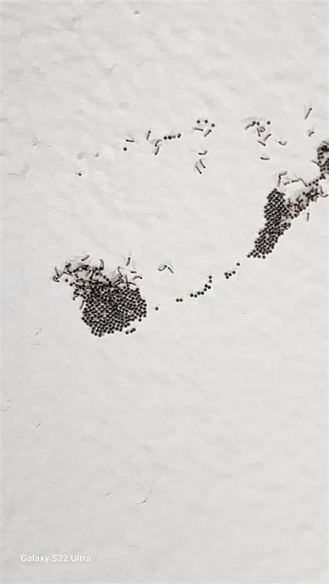Eggs On My Bathroom Ceiling Ohio Rbugidentification