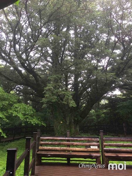 포토에세이 사랑나무를 만나다