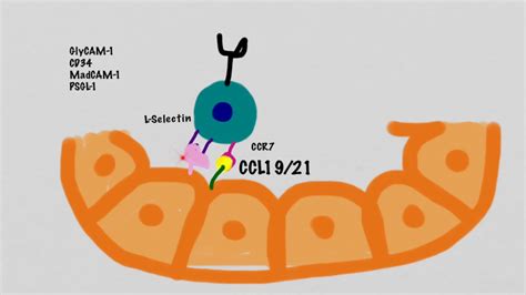 Lymphocyte Recirculation Youtube