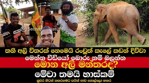 තනි අලි විතරක් නෙමෙයි රංචුත් කැලේ කඩන් දිව්වා මෙන්න වීඩියෝ බොරු නම් බලන්න Youtube