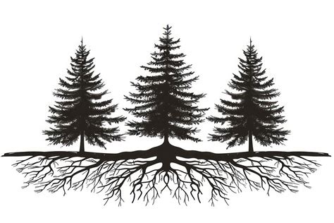 Root Pine Tree Pine Art Free Photo Illustration Rawpixel