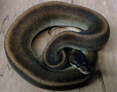 Patternless Ball Python Traits Morphpedia