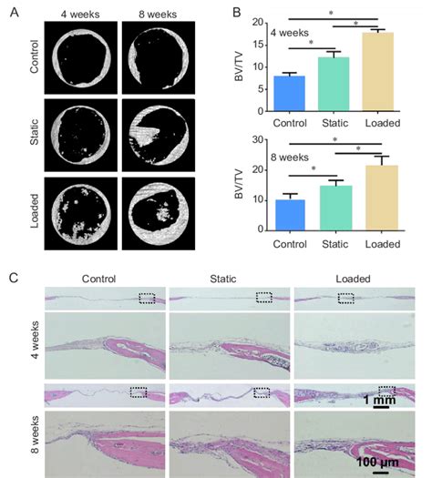 Bone Formation Of Cell Sheets In The Calvarial Defects Of Mice At 4 And Download Scientific