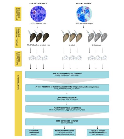 Graphical Representation Of The Experimental Design And Rna Seq Data