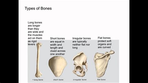 Bones And All