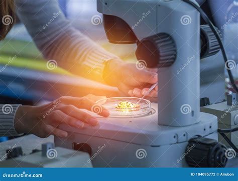 Close Up Scientist Girl Research Experiments About Plant Tissue Culture