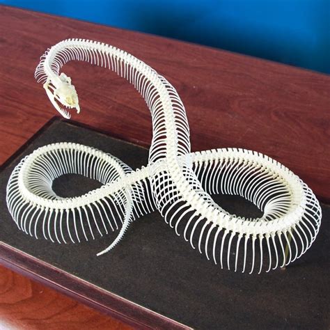 Wunderkammer Articulated Skeleton In Glazed Display Case Taxidermy