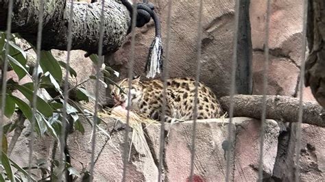 南京紅山森林動物園1個獨具特色的貓科星球