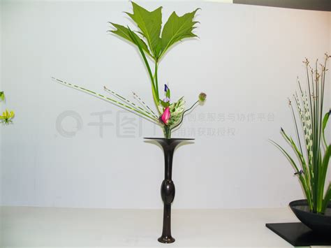 Dwarf高清图片 花道。盆栽矮树 室内植物盆栽矮树。花道。花盆里的矮树 风景名胜免费下载格式2900像素编号42316845 千图网