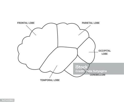 두뇌 인간 측면보기의 엽 템플릿 라인 뇌 전두엽 정수리 및 후두부 측두엽 및 소뇌의 다른 영역 대뇌 건강 벡터 윤곽선 그림 Mental Wellbeing에 대한 스톡 벡터
