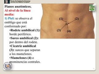 Anatomia Del Ombligo