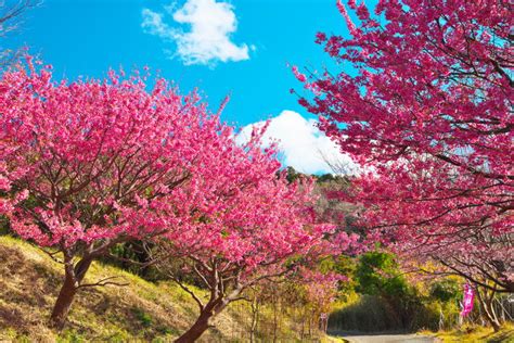 土肥桜 2024