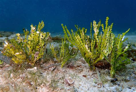 Green Seaweed In Ocean