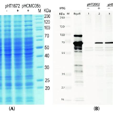 The Western Blot Results Showing The Bgab Expression Of Inducer Free