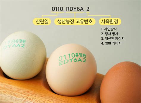달걀에 찍힌 암호같은 번호아는 사람만 신선한 계란 먹는다 파이낸셜뉴스