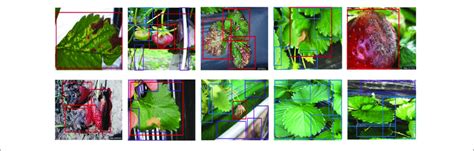 The Annotated Sample Images From The Collected Dataset Ground Truth