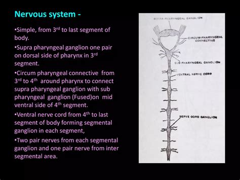 Indian Earthworm Pheretima Posthumapptpdf