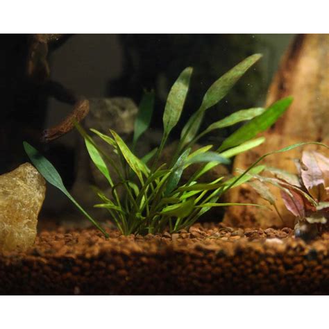 Cryptocoryne Parva Planted Tank Mates