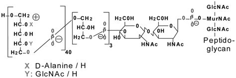 Staphylococcus Aureus Wta Is A Zwitterionic Cell Wall Polymer Composed Download Scientific