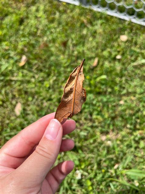 Odd Leaf I Found In Southern Mississippi Looks Like Its Been Burned On One Side And The