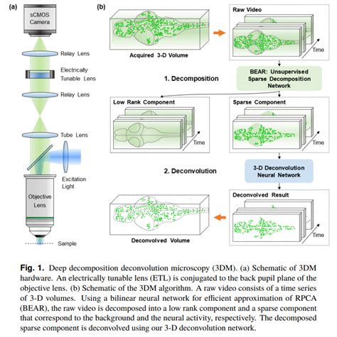 3dm Deep Decomposition And Deconvolution Microscopy For Rapid Neural