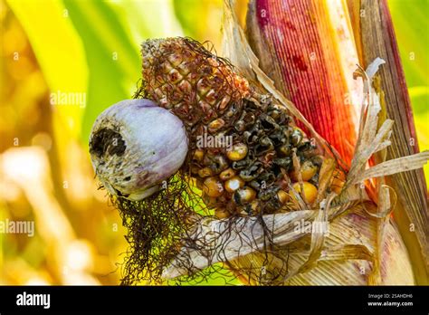 A Corn Ear Exhibits Stunted Growth And Unusual Fungal Growth