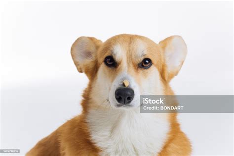 사랑스러운 귀여운 웨일스 어 Corgi Pembroke는 흰색 배경에 코에 개 건조 식품 공식을 가지고 앉아 있습니다 가장 인기있는 개 품종 가축에 대한 스톡 사진 및 기타