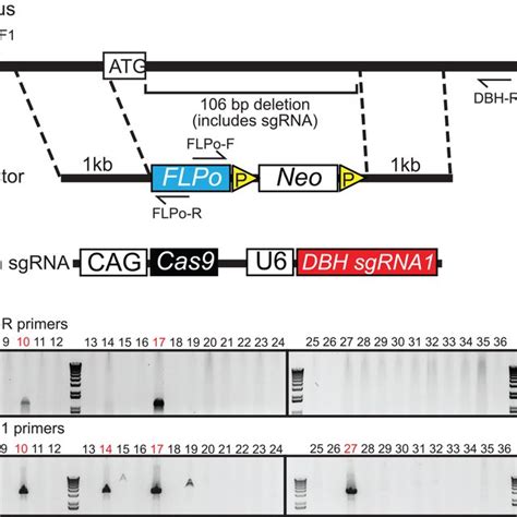 Generation Of The Dbh Flpo Mouse Line A Targeting Schematic The Download Scientific Diagram