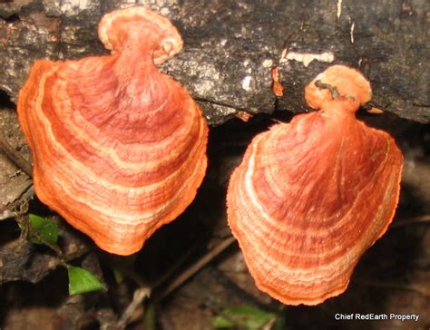 Ganoderma Lucidum Curtis P Karst 1881 By Chief Redearth On 30 September 2012