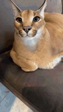 Big Floppa Caracal  Big Floppa Caracal Cat Discover And Share S
